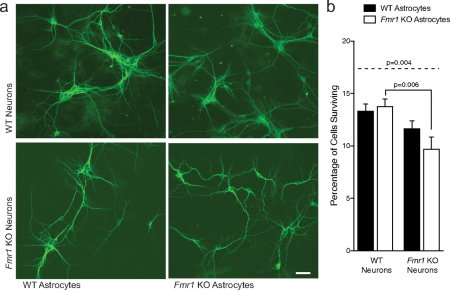 Neuromics: Potent Neuron-Glial Markers