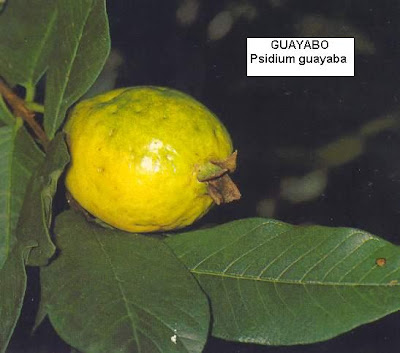 La Flora en España: Guayabo