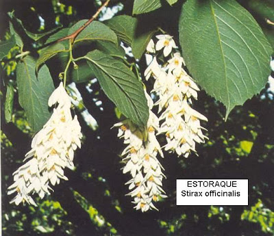 La Flora en España: Estoraque