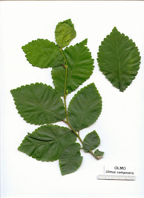La Flora en España: Olmo común