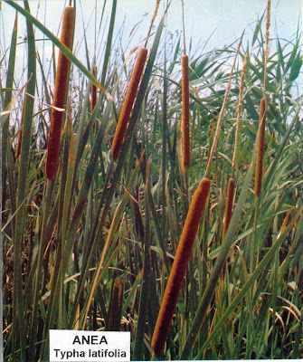 La Flora en España: Anea