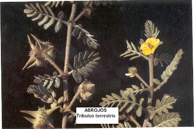 La Flora en España: Abrojos