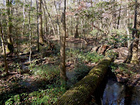 2010/2011 Winter Wetlands Tour: Congaree National Park