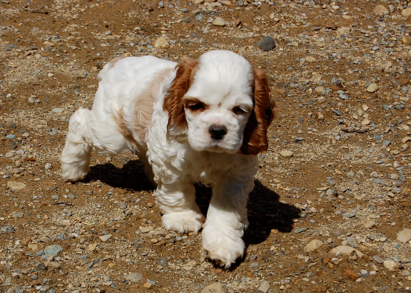 Moondrop Gardens Cocker Spaniels: Puppies 7 weeks old!