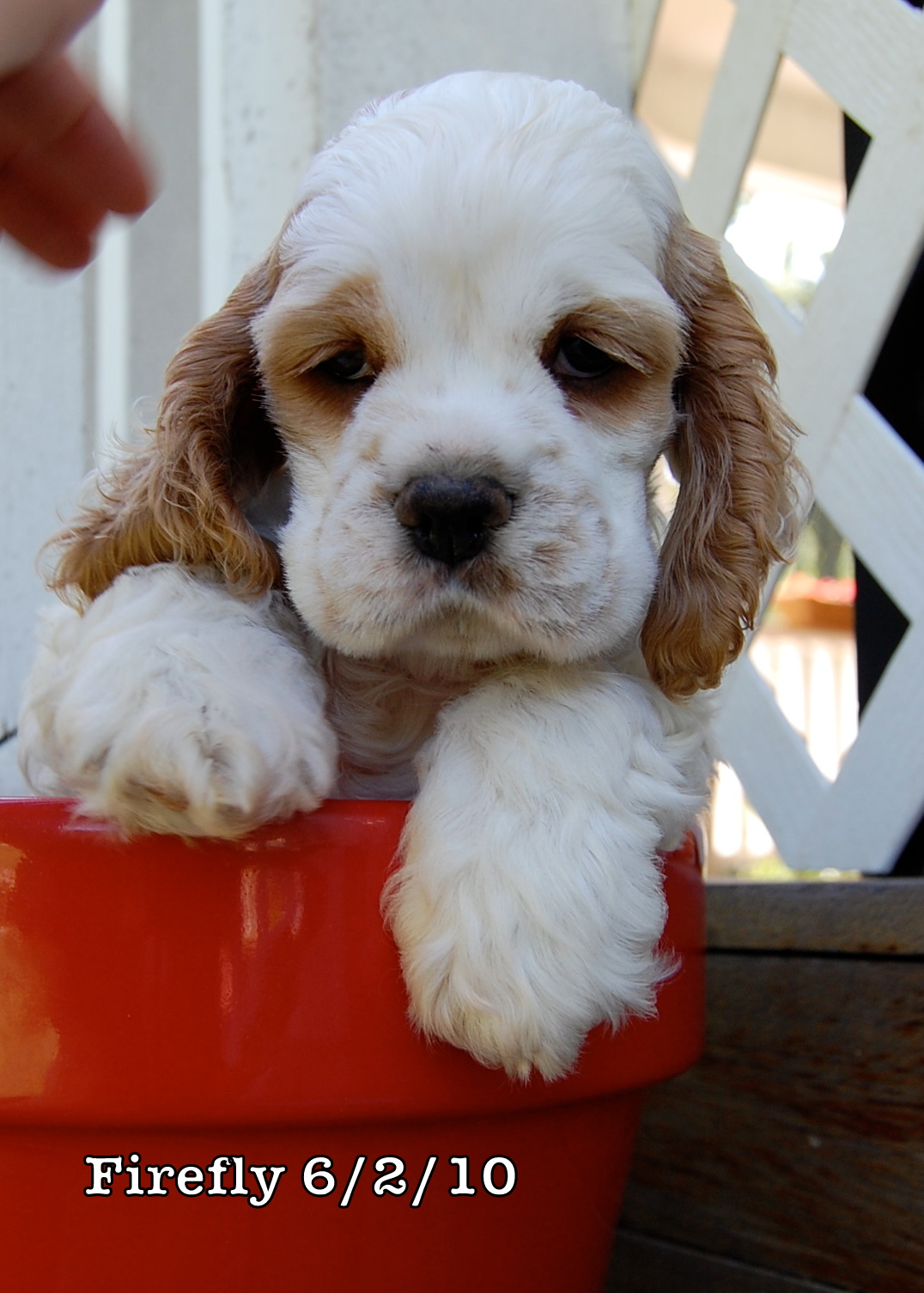 Moondrop Gardens Cocker Spaniels: Puppies 6 weeks old
