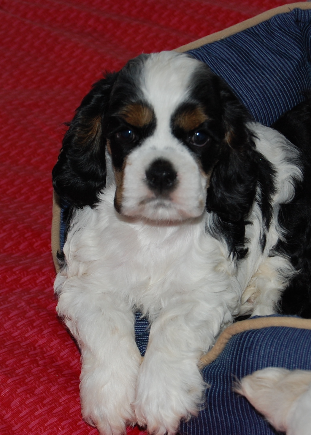 Moondrop Gardens Cocker Spaniels: Puppies 6 weeks old