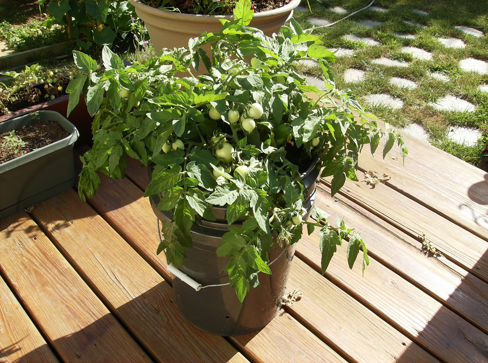 Vegetable Container Gardening Seeds