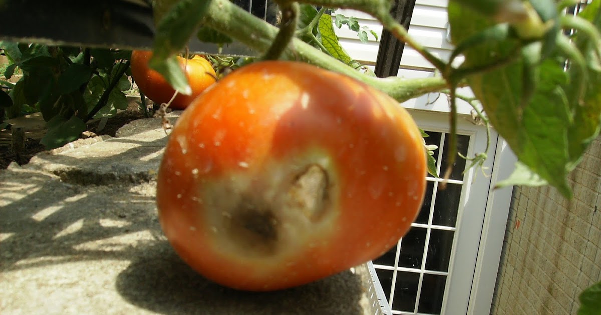The Rusted Vegetable Garden