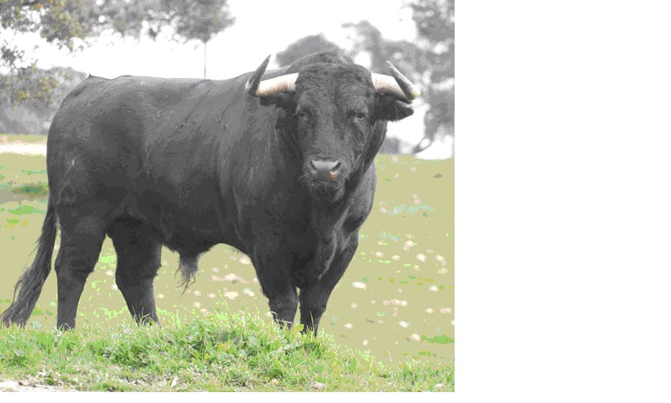 jabonero: Encierros espectaculares