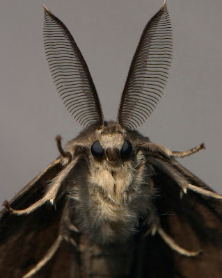 Tru-Oil question... - Page 3 - Electric Guitars - Harmony Central