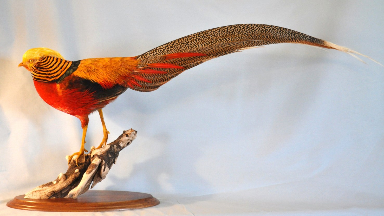 WildFowl Artistry: Red Golden Pheasant Rooster