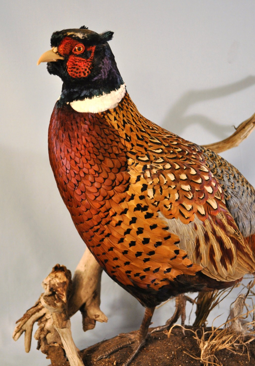 WildFowl Artistry: Ringneck Pheasant