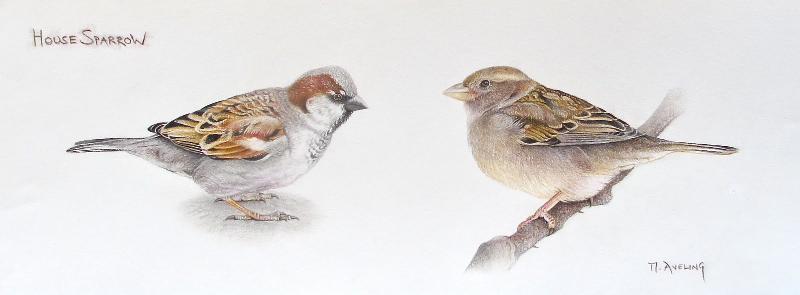 Martin Aveling - Alchetron, The Free Social Encyclopedia