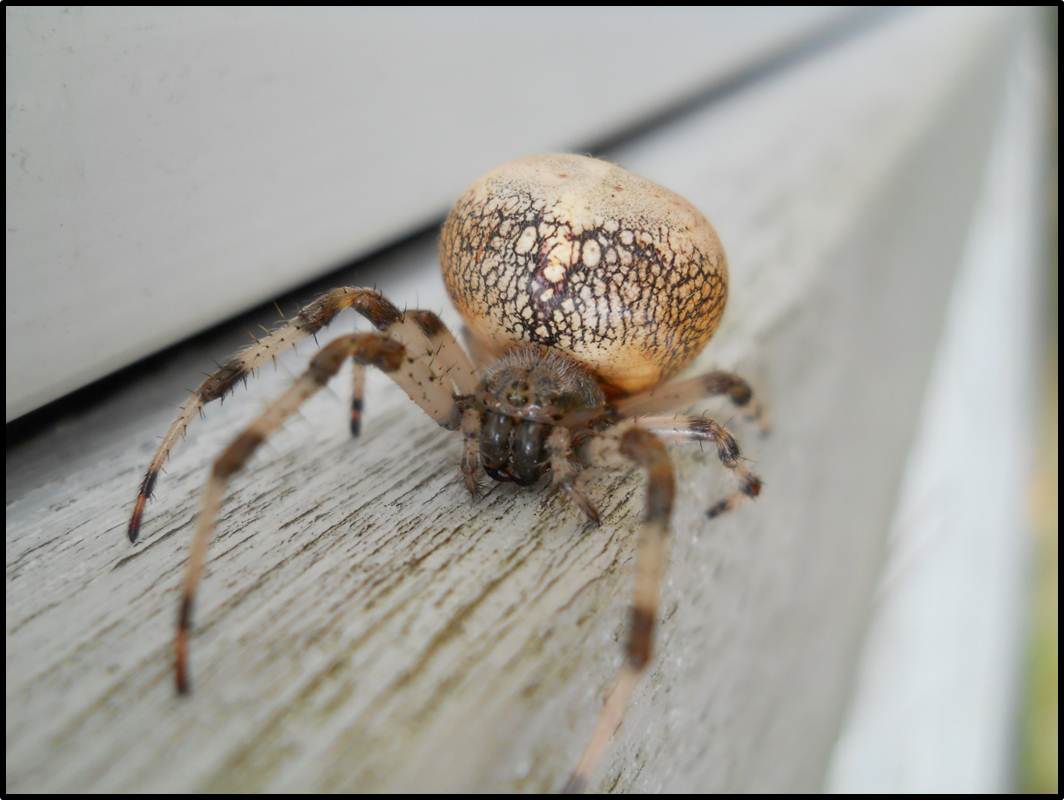 Savoir-faire à conserver: Madame araignée...