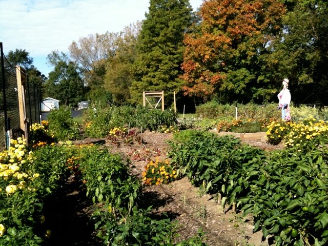Greener Focus: Vacant 2 Vegetables Turns Empty Space into Garden