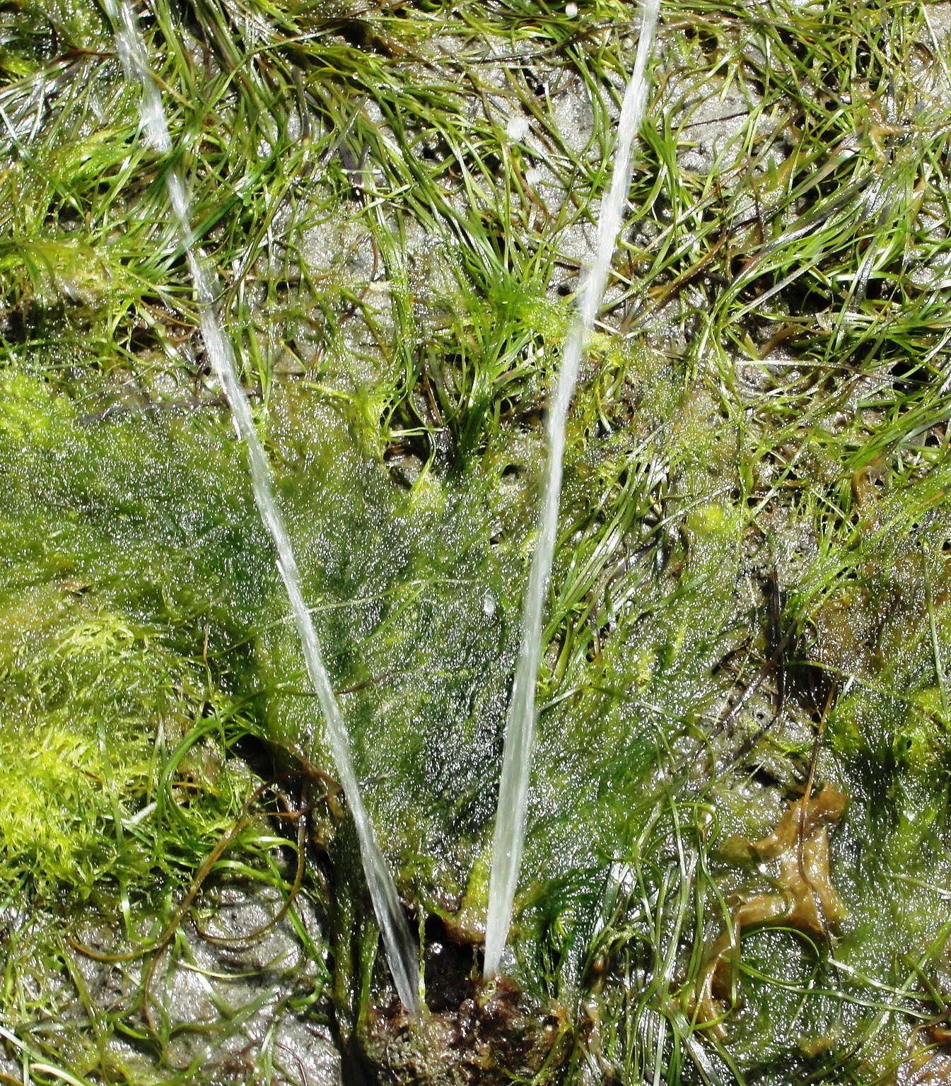 My life with the critters: Lewis' Moon Snail - a lesson in biodiversity