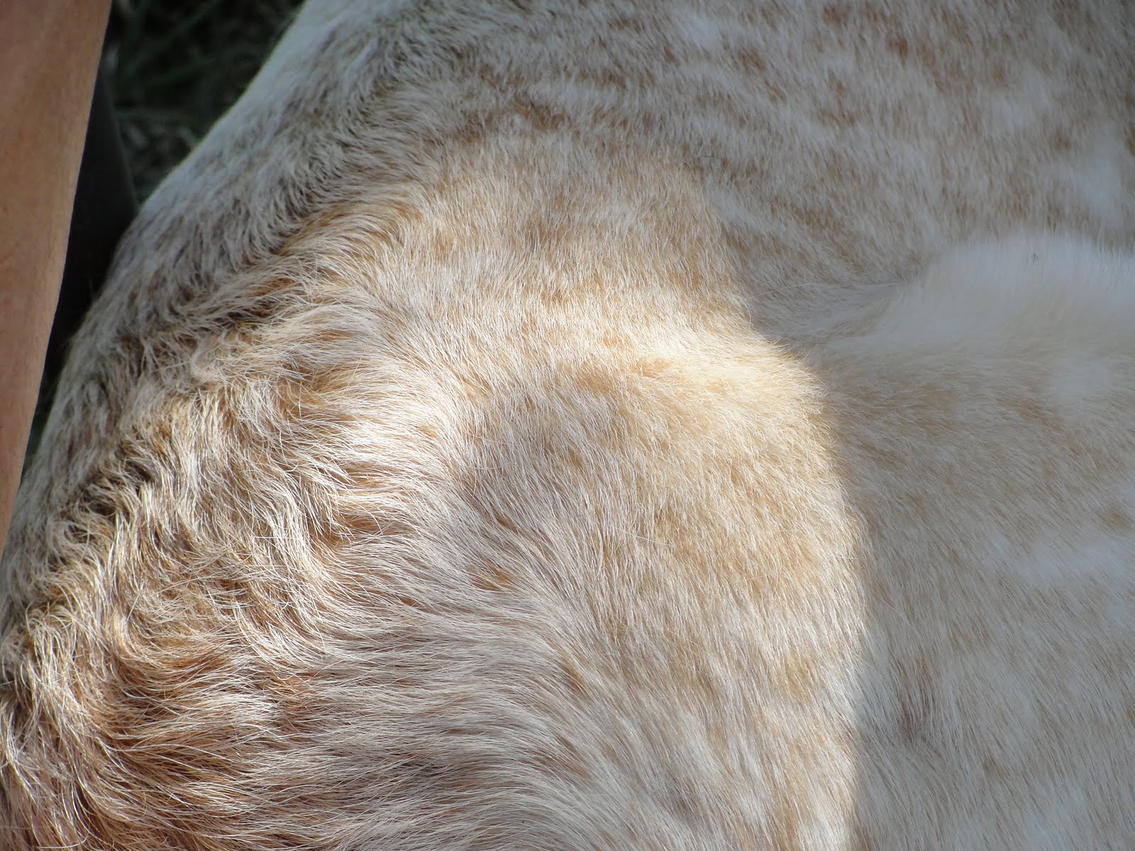 My life with the critters: Quite Possibly The Sweetest Dog on Earth