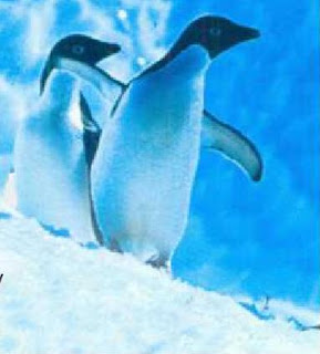 Penguins show signs of stress |General Reading