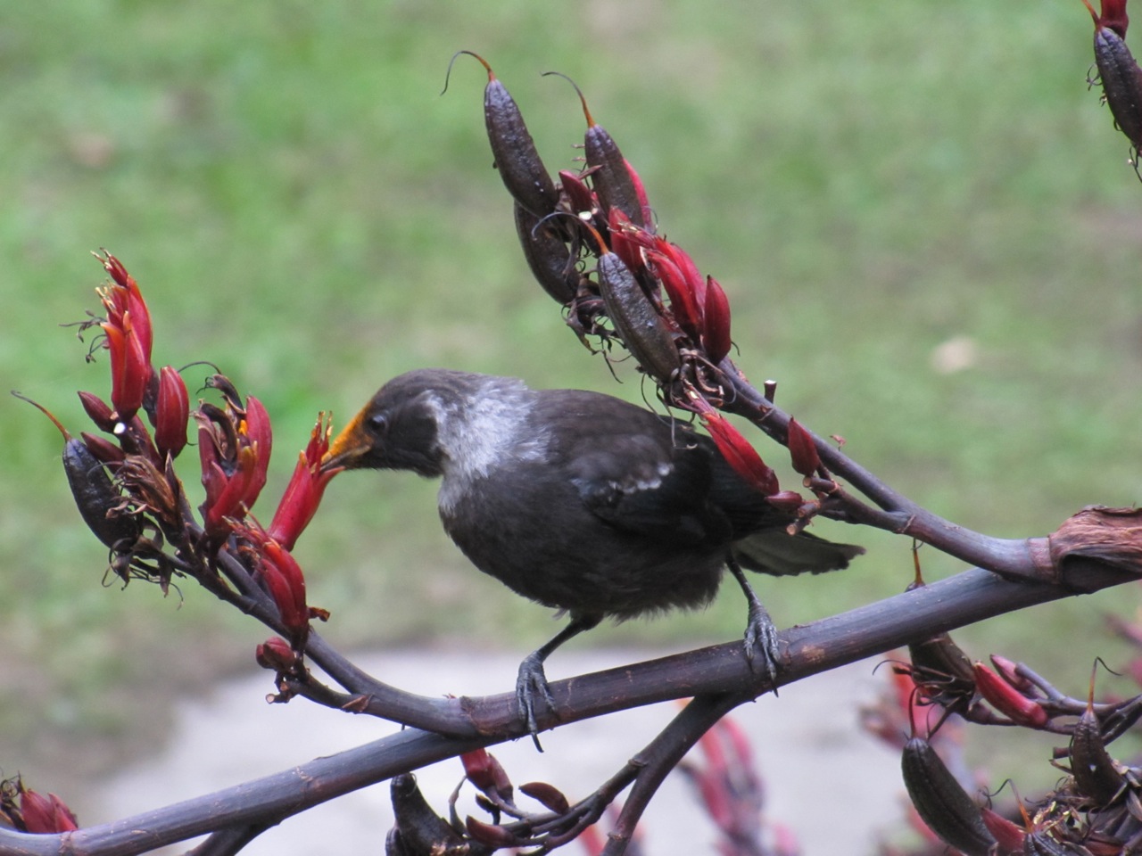 Kiwi Nomad's Wanderings: Tui juvenile in the backyard