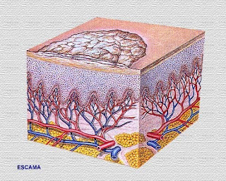 Estudiantes Vialenses de Ciencias Medicas: Atlas de Lesiones ...