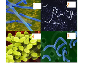 MicroA: Bacteria shapes