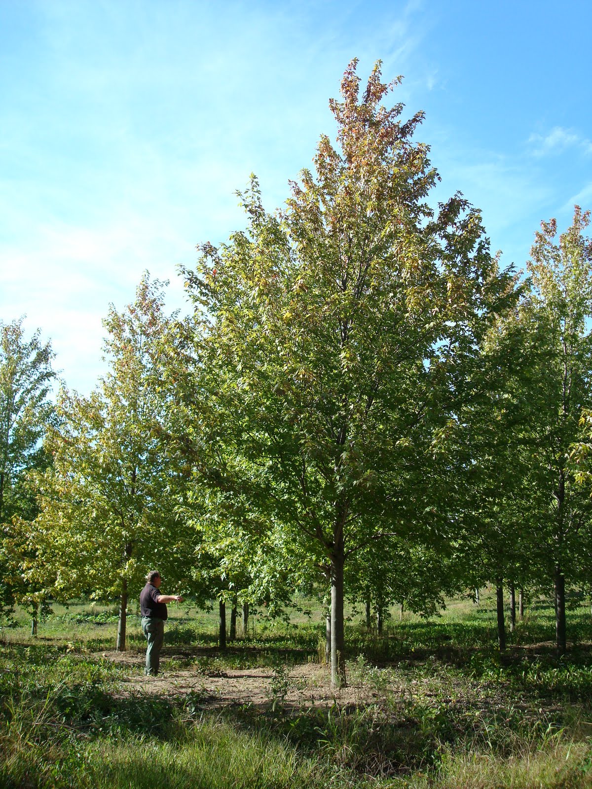 New Trees | Naperville Country Club Green Department