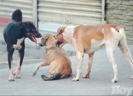 Experto advierte país está ante una epidemia de rabia animal