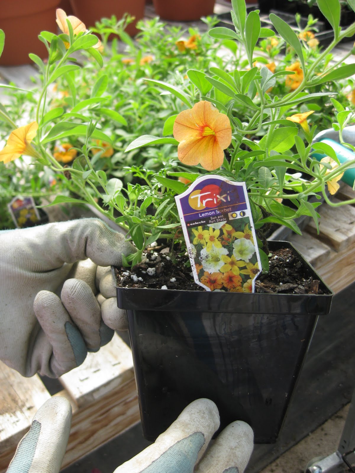 Next Door Laura: Trixi