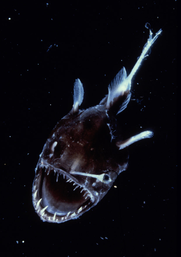 Arquivos do Insólito: Ufologia, Criptozoologia, Fenômenos Anômalos ...