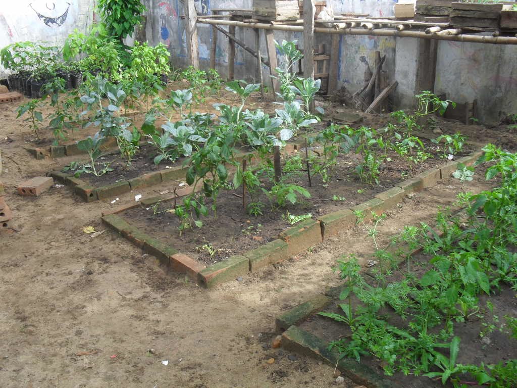 PATIO PRODUCTIVO: SISTEMA DE SEMBRADO