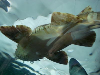 S h a n g r i l a: Sydney Aquarium & Wildlife World :)