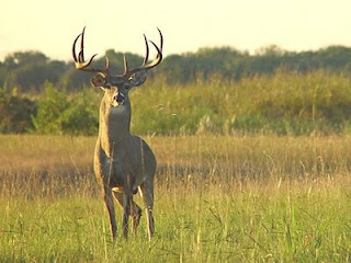 hunting experiences: Monster Bucks