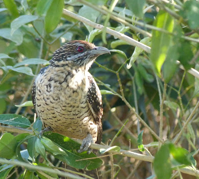 Jaipur Birding: Birds of Udaipur