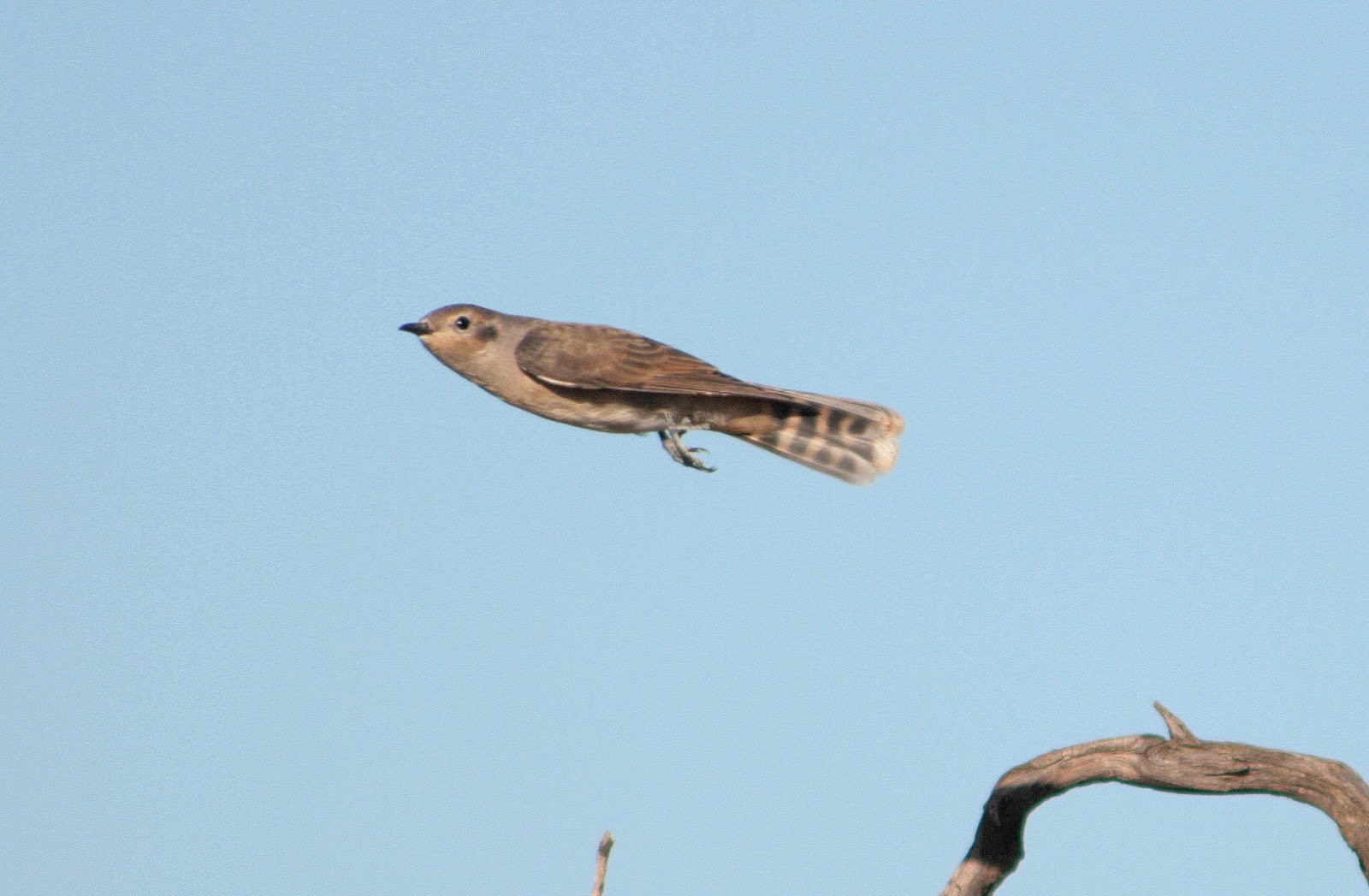 Brookfield Conservation Park