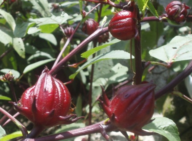 SYIMAMA PAGE: TAHUN BARU CINA