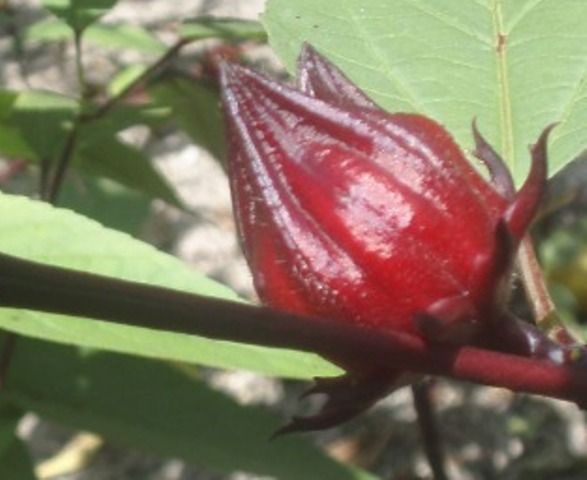 SYIMAMA PAGE: TAHUN BARU CINA