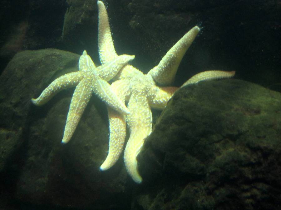 Grandma P's Ramblings Through Life: Anglesey Sea Zoo