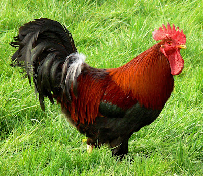 BIRDS AND EGGS (PASARI SI OUA)-AVICULTURA si ORNITOLOGIE: GALERIA ...