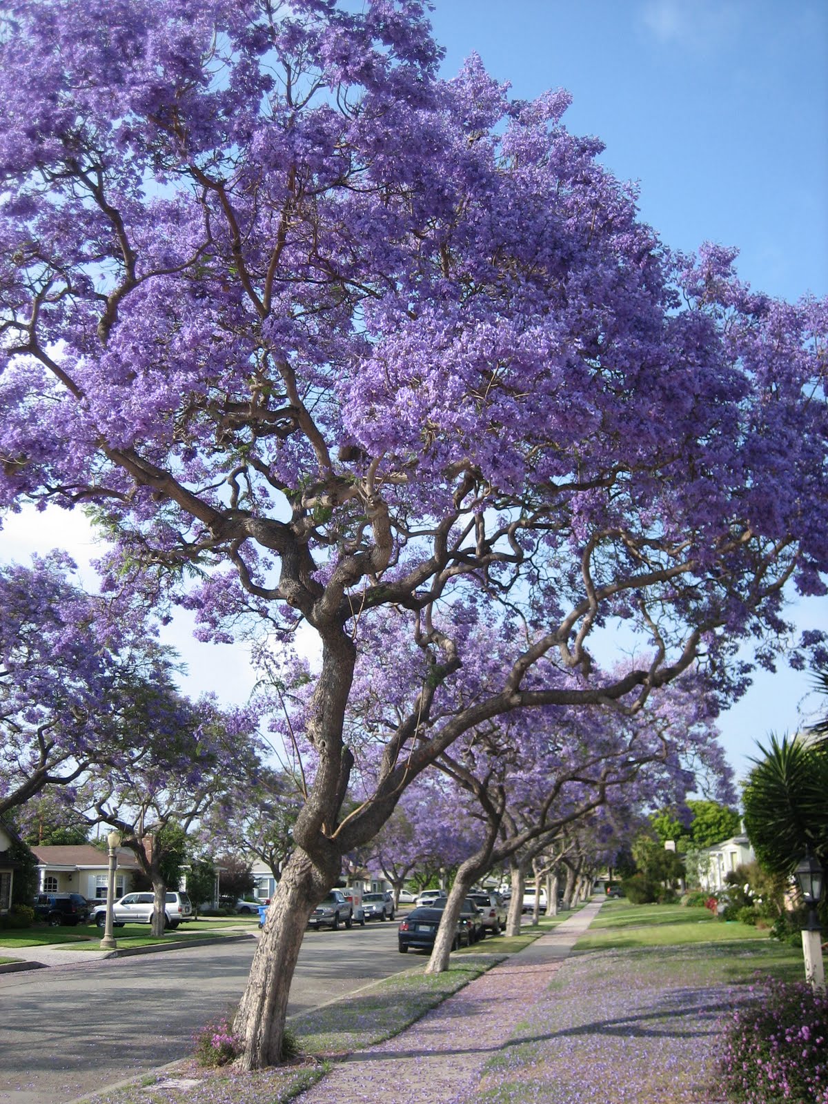 L.A. Places: Jacarandas