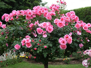 Rose tree garden: Caring for your rose tree garden