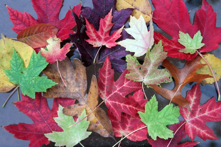 Fall Leaves - Mom Endeavors