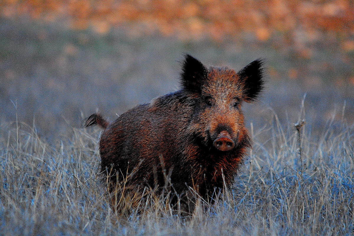 Jose Luis Martin: Jabali