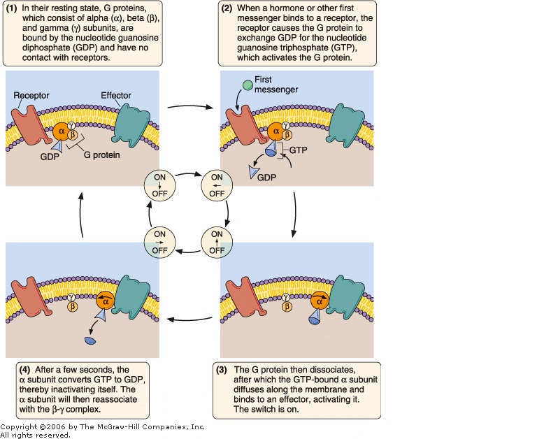 International University: G-Protein Pathway