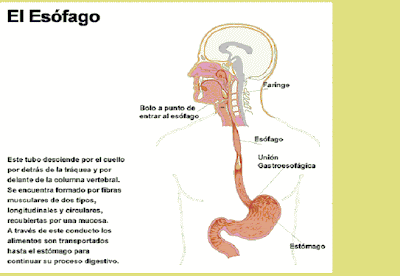 Sistema Digestivo: INFORMACIÓN DEL APARATO DIGESTIVO
