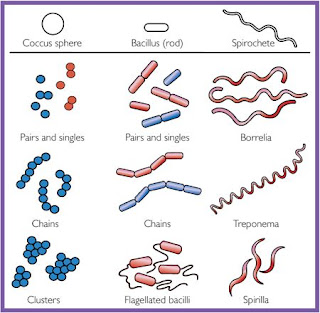 Microbiology: List of All UM-BBD Microorganisms, as of September 1, 2008