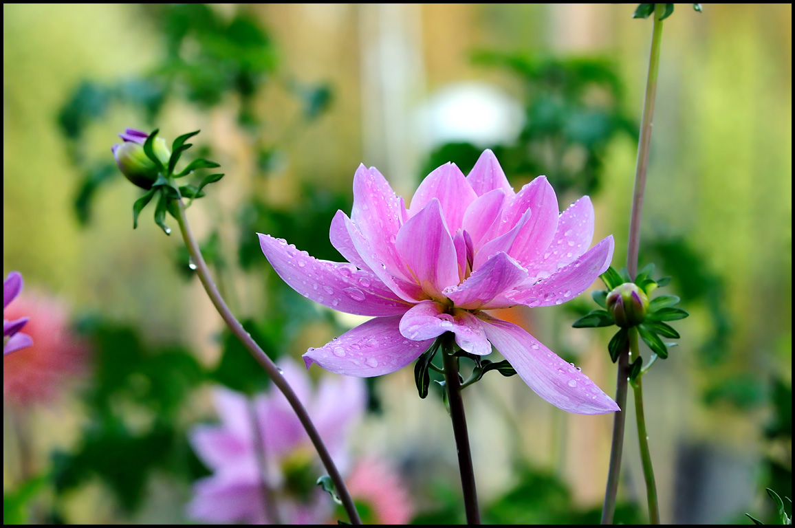 80-200 2.8 Push Pull: Nikon SLR Lens Talk Forum: Digital Photography Review