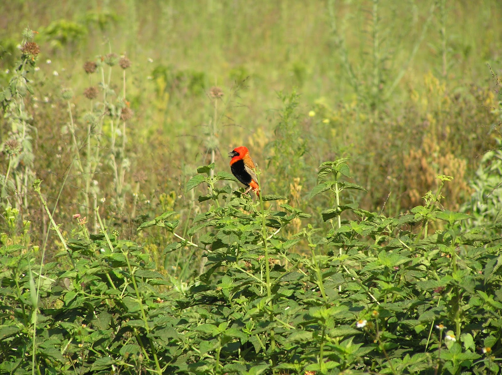 Rwanda on the Wing: In Search of Inyoni (birds)