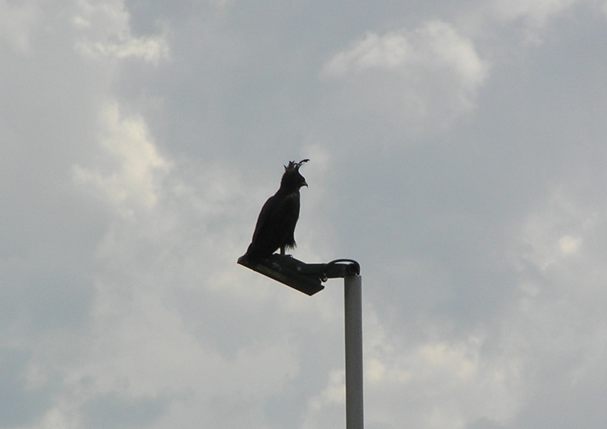 Rwanda on the Wing: In Search of Inyoni (birds)