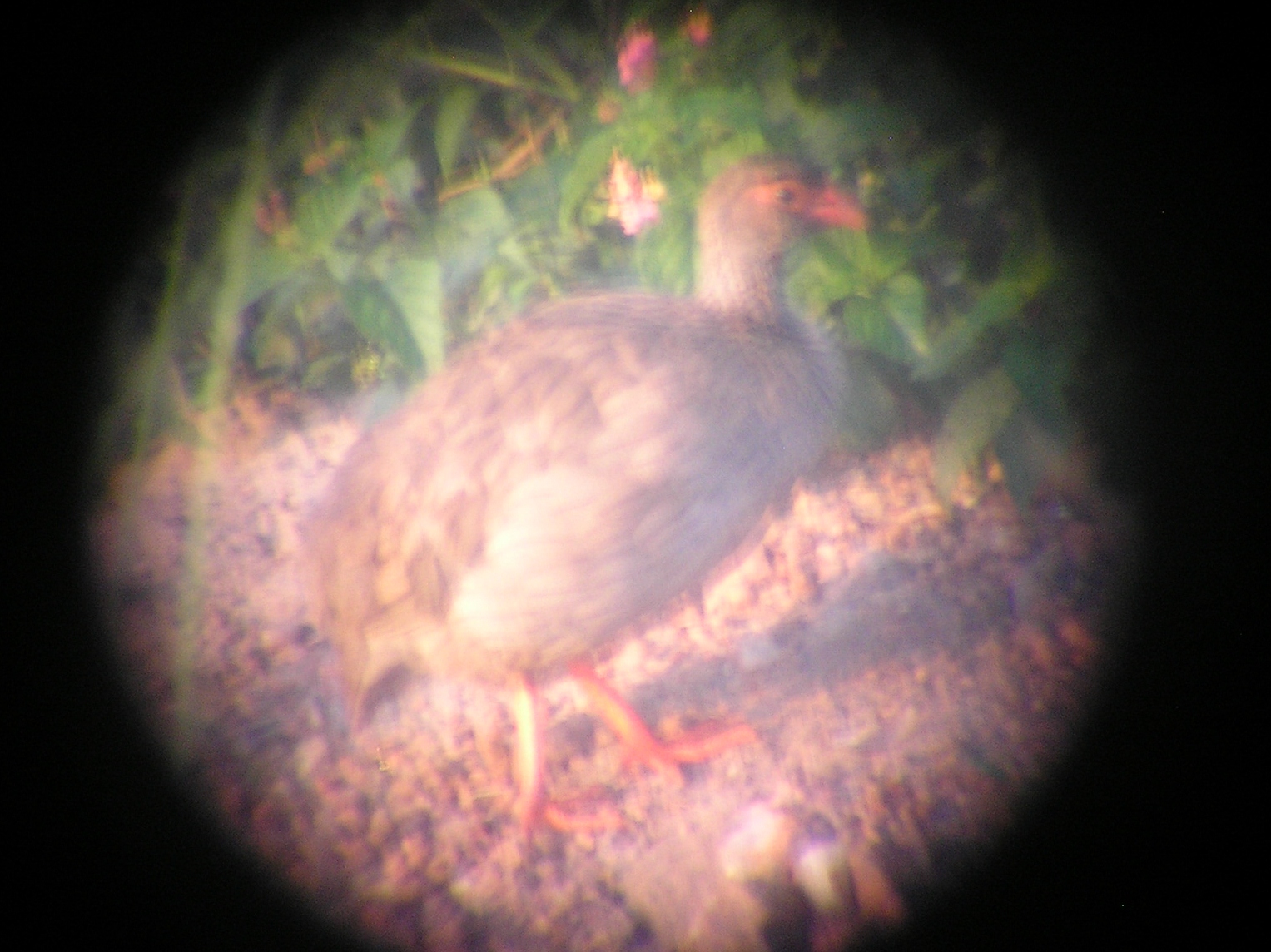 Rwanda on the Wing: In Search of Inyoni (birds)