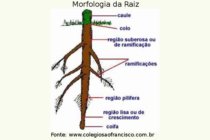 treginalva professora de biologia: MORFOLOGIA DA RAIZ